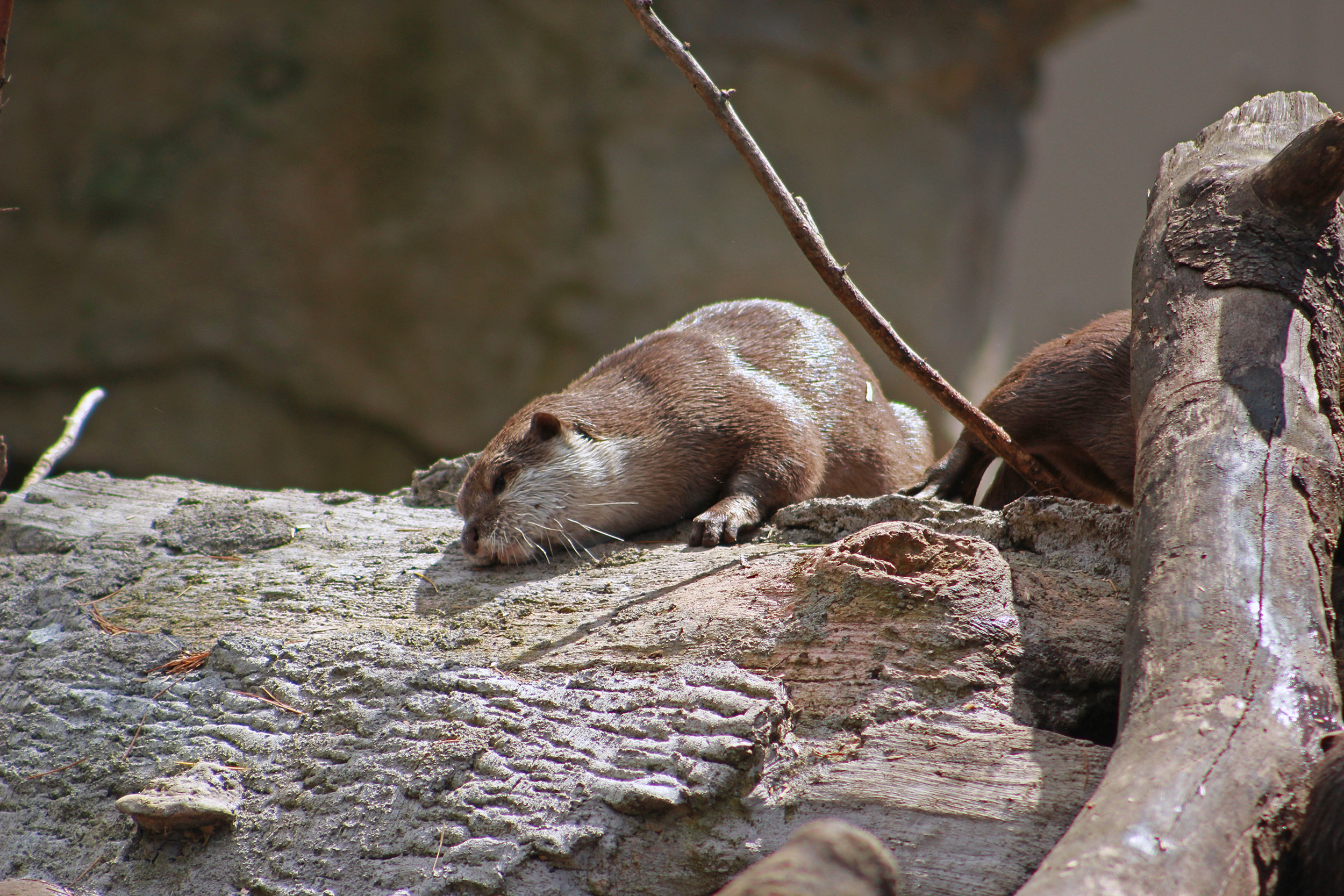 Asian Small-Clawed Otters | Facts and Photos | Photography for Conservation