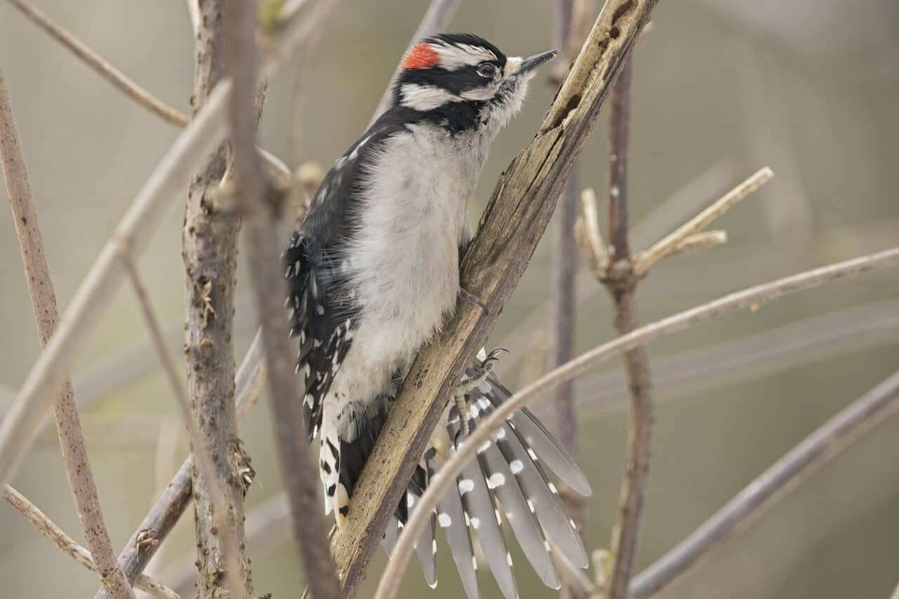 Downy Woodpeckers Bird Facts Photos Melissa Alves