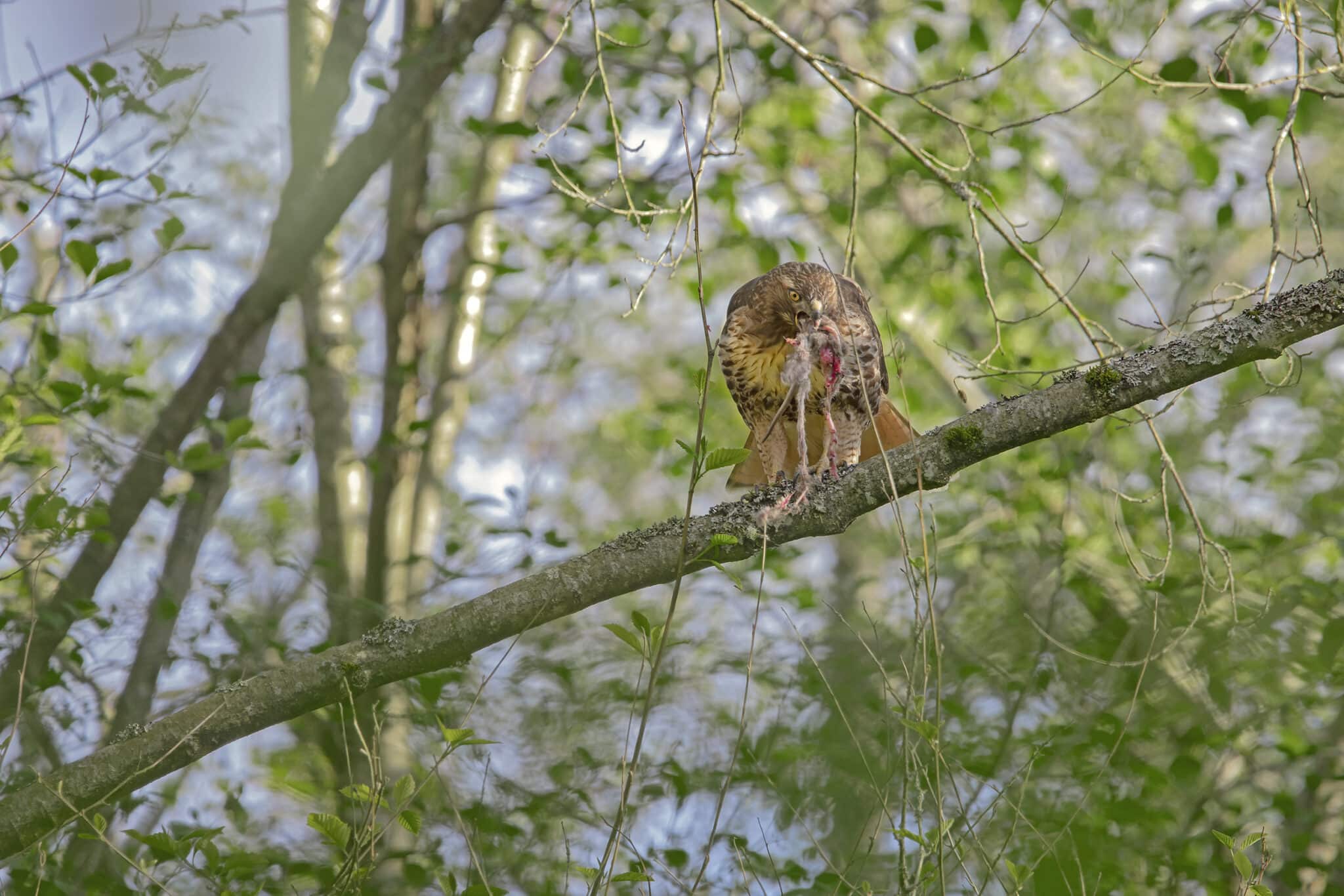 Red-Tailed Hawks | Bird Facts and Photos | Melissa Alves