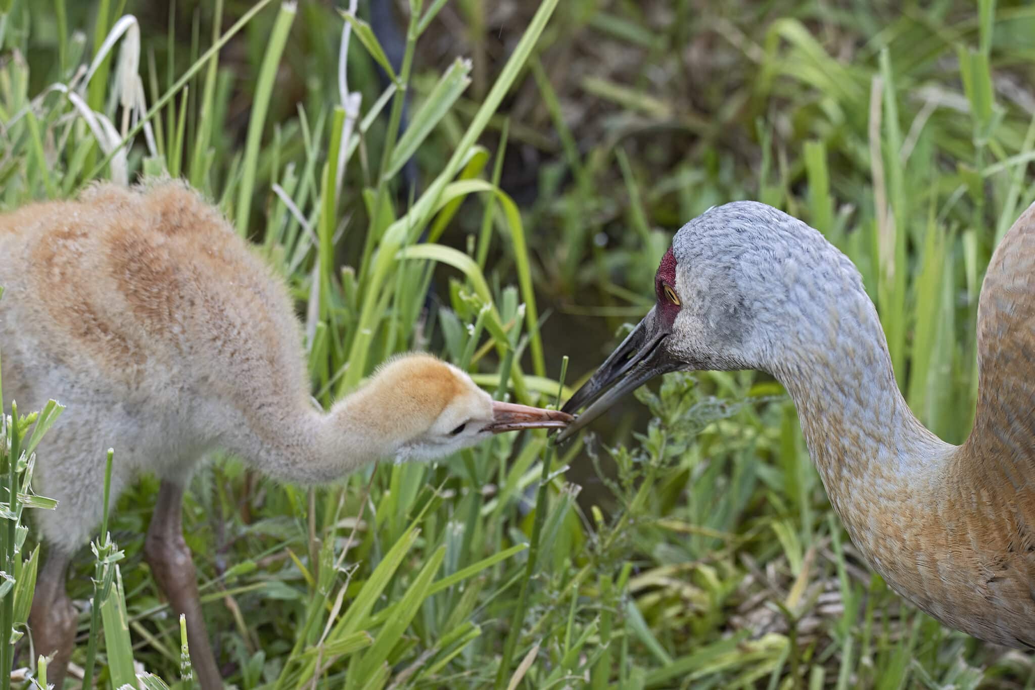 Sandhill Cranes | Bird Facts & Photos | Melissa Alves: Wildlife ...