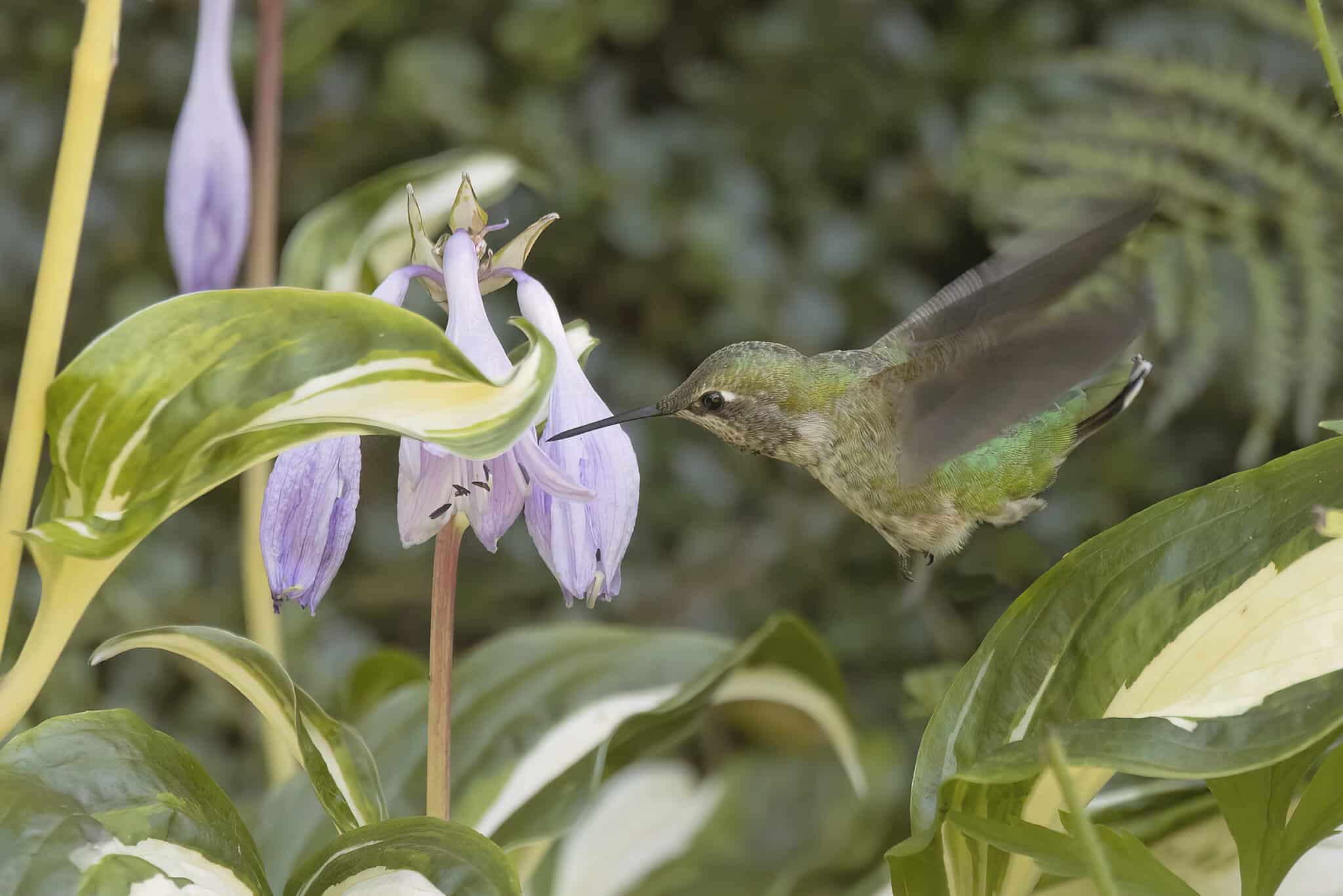Anna's Hummingbird | Bird Facts and Photos | Melissa Alves