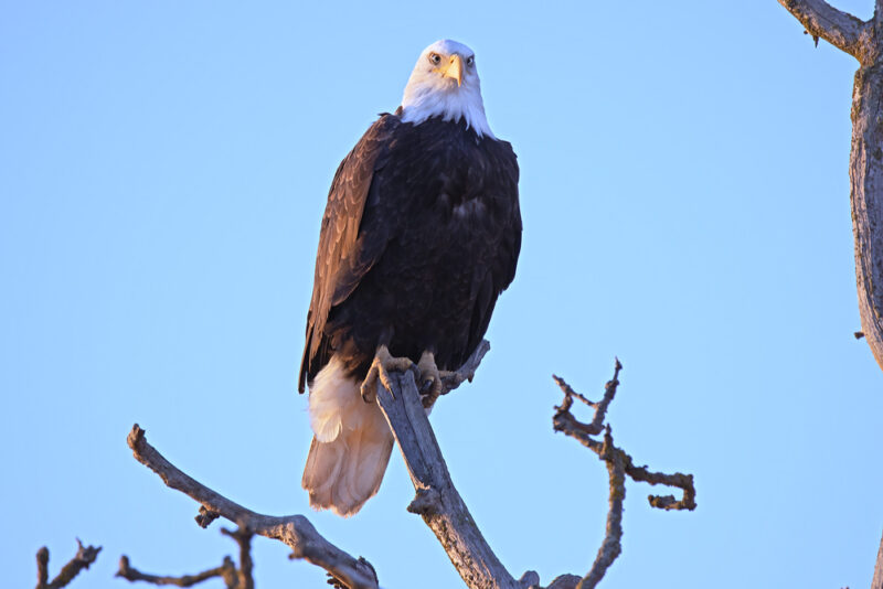 Bald Eagles | Bird Facts and Photos | Melissa Alves: Wildlife ...