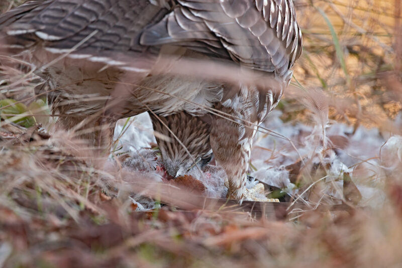 Red-Tailed Hawks | Bird Facts and Photos | Melissa Alves