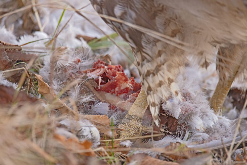 Red-Tailed Hawks | Bird Facts and Photos | Melissa Alves