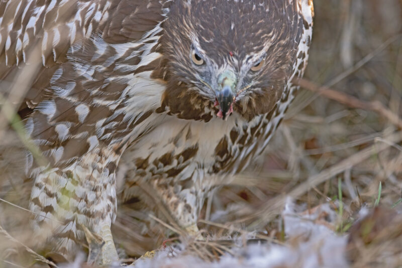 Red-Tailed Hawks | Bird Facts and Photos | Melissa Alves