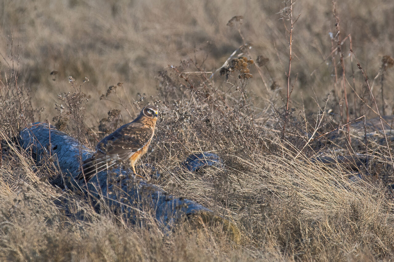 Northern Harriers | Bird Facts and Photos | Photography for Conservation