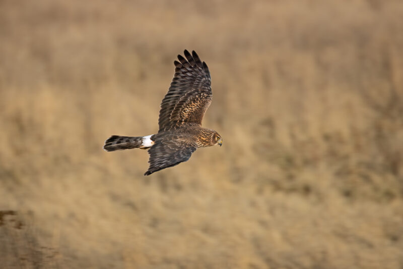 Northern Harriers | Bird Facts and Photos | Photography for Conservation