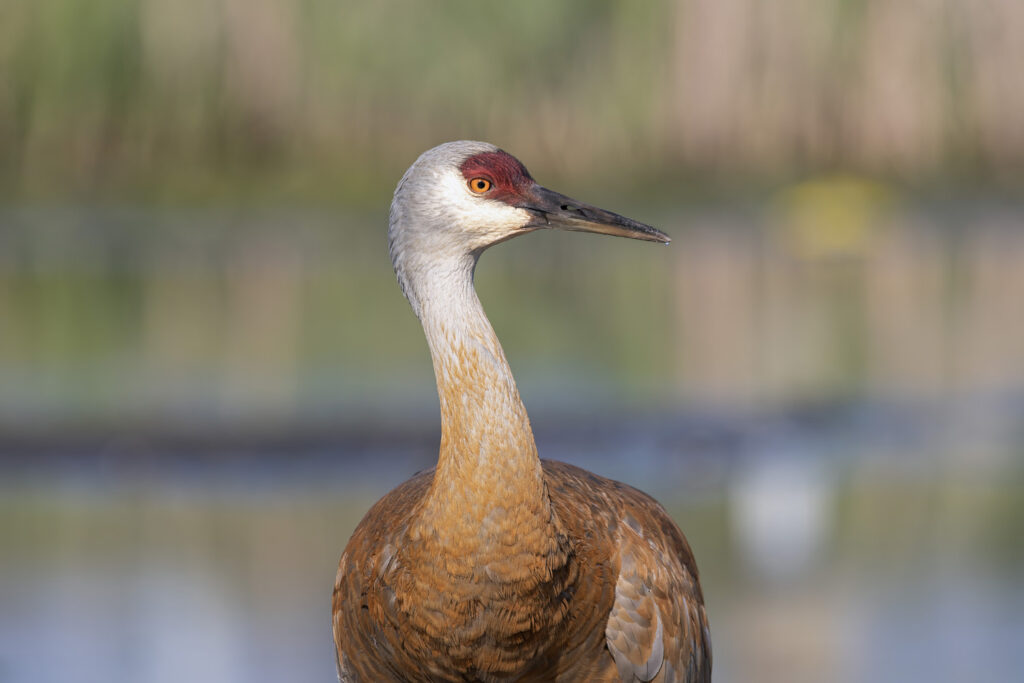 Sandhill Cranes | Bird Facts & Photos | Melissa Alves: Wildlife ...