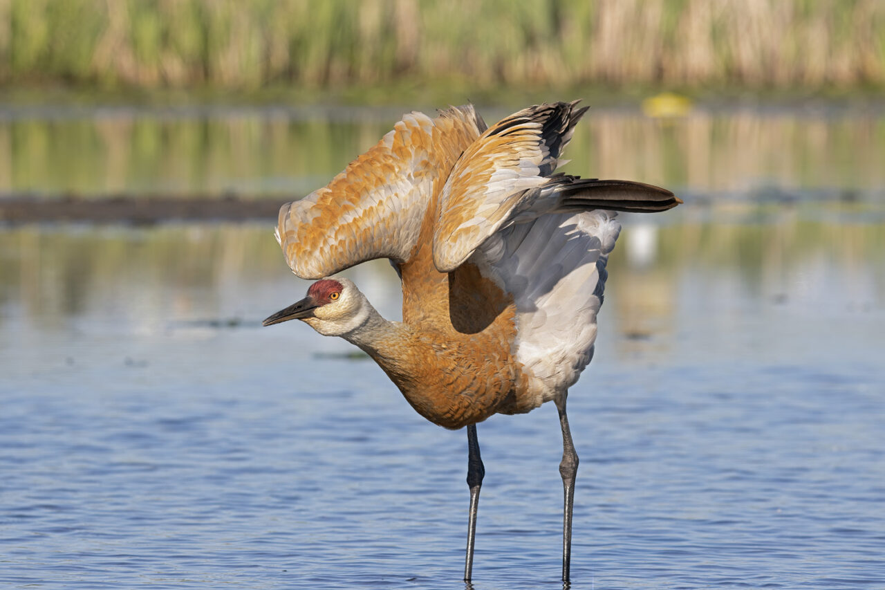 Sandhill Cranes | Bird Facts & Photos | Melissa Alves: Wildlife ...
