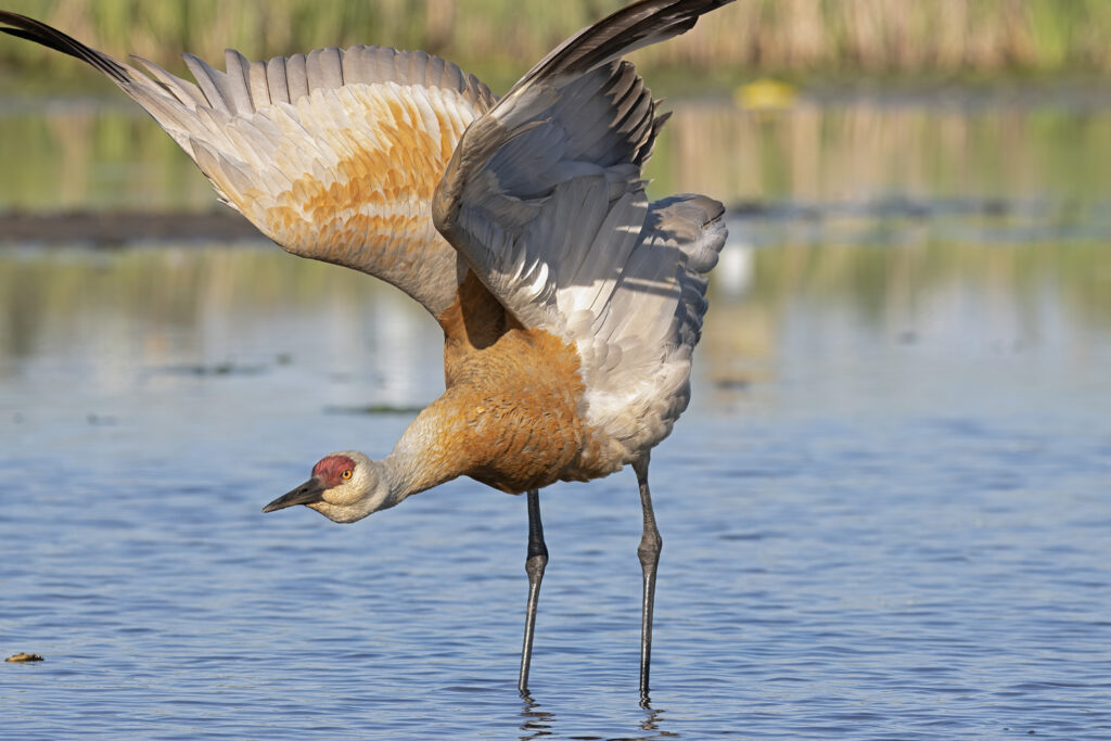 Sandhill Cranes | Bird Facts & Photos | Melissa Alves: Wildlife ...